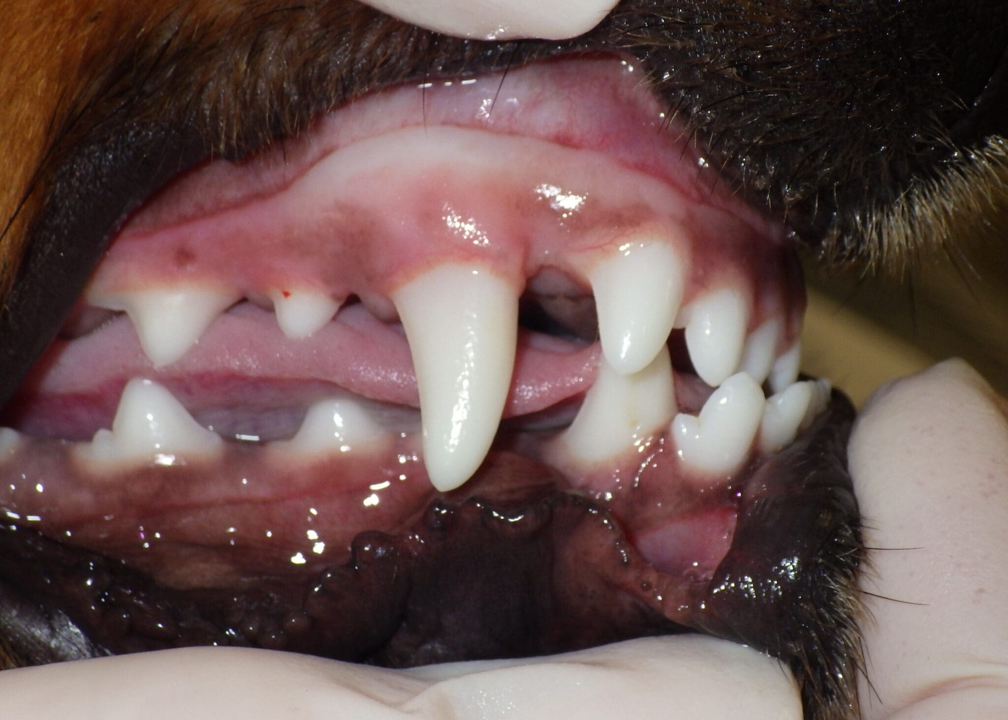 Does My Dog Need Braces? Canine Orthodontics Explained