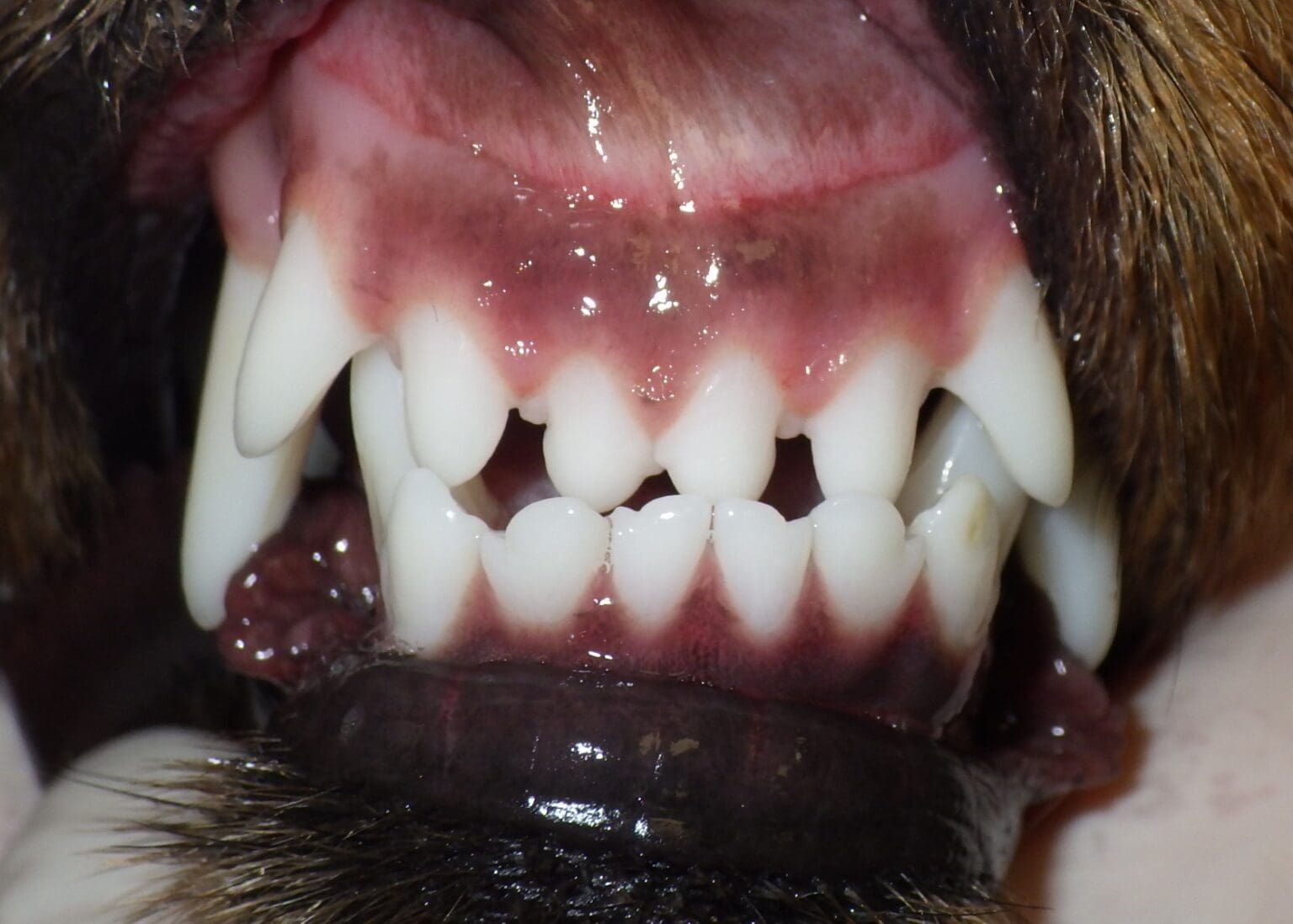 Does My Dog Need Braces? Canine Orthodontics Explained