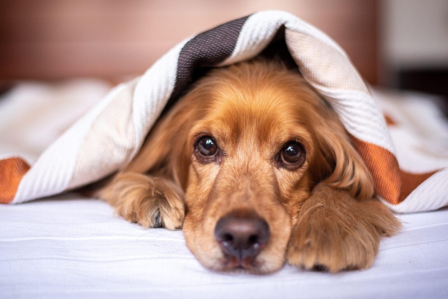 Dog Tooth Extraction: Signs, Causes, and When to Act